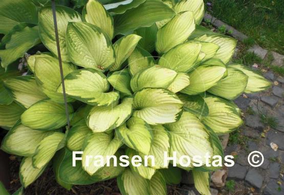 Hosta Janet - Fransen Hostas